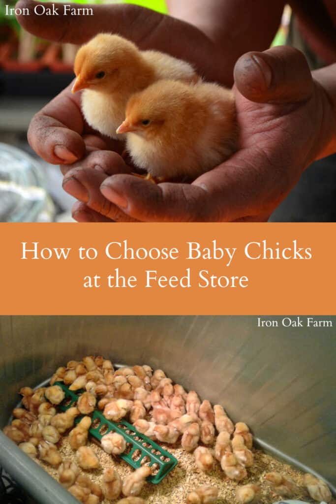 Choosing Healthy Chicks from the Feed Store