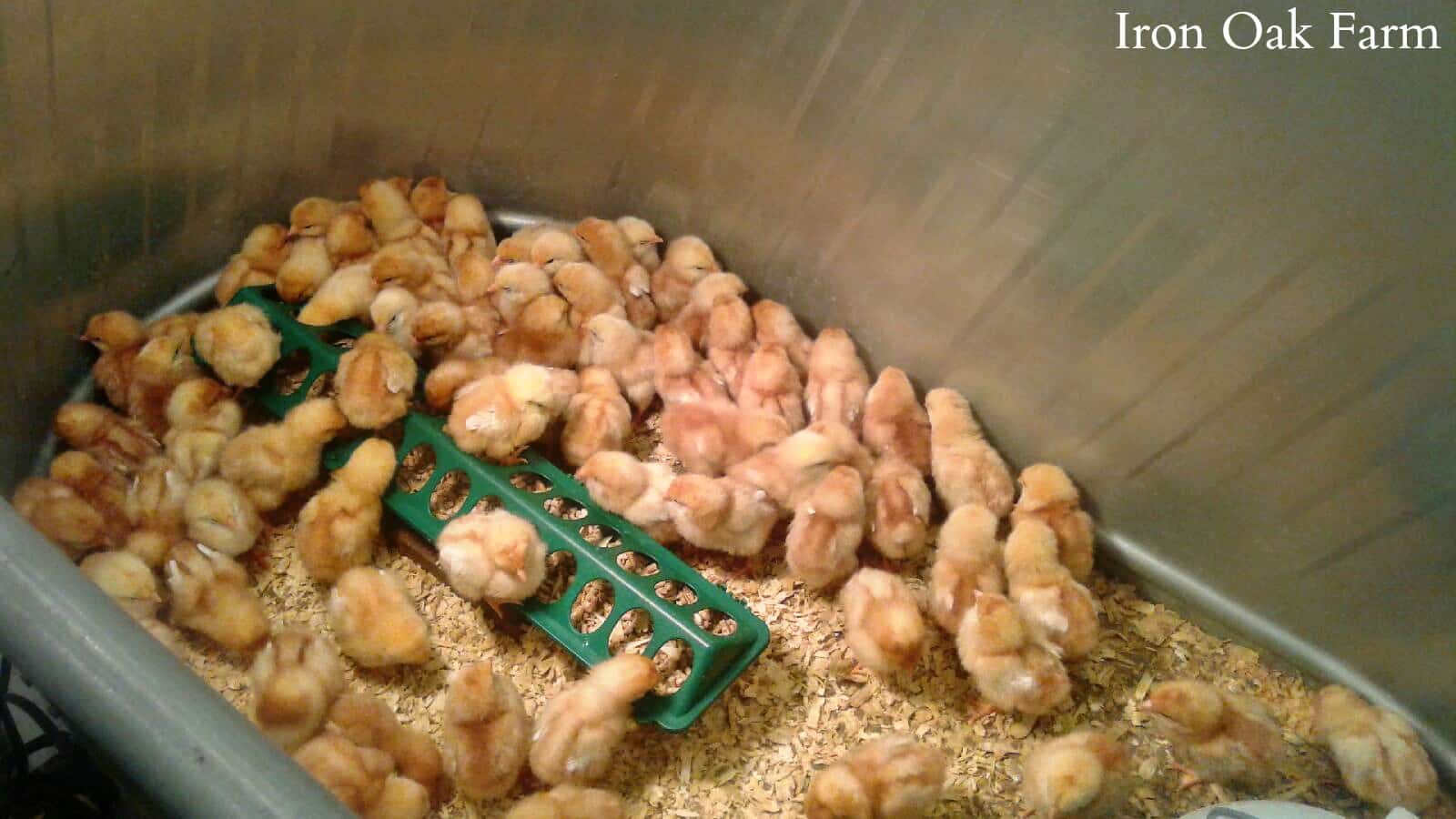 Choosing Healthy Chicks from the Feed Store