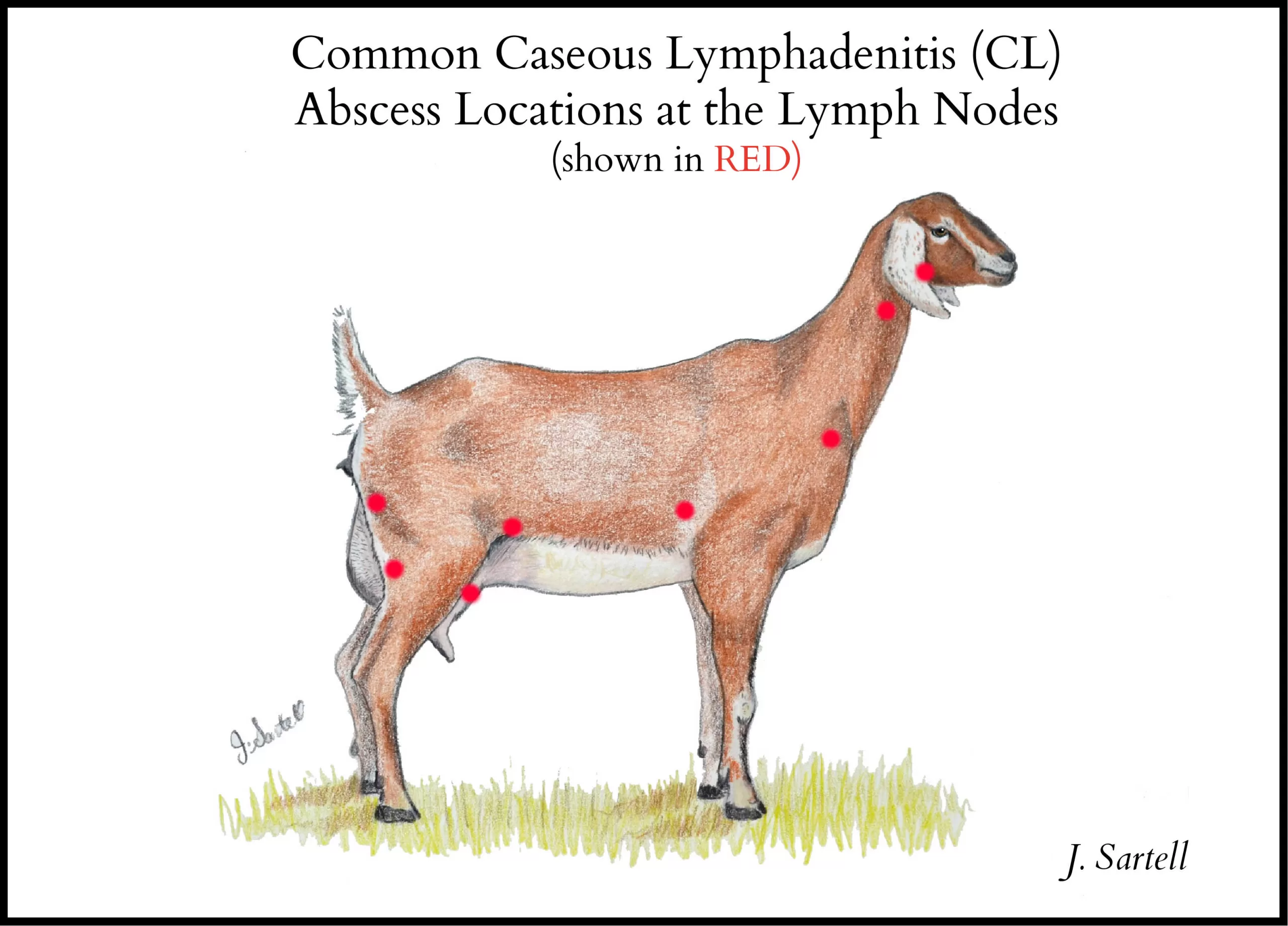 Caseous Lymphadenitis Or CL In Goats Caseous Lymphadenitis Or CL In Goats